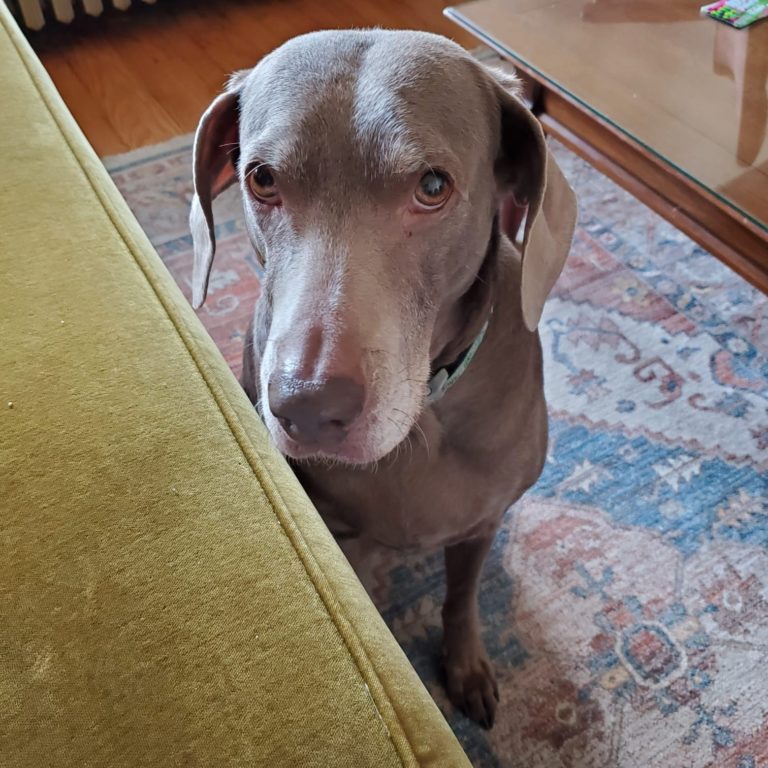 Available Dogs – Great Lakes Weimaraner Rescue